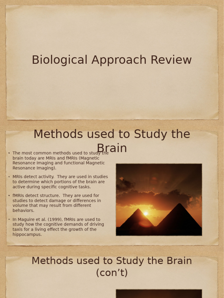 Biological Approach Review (Grade 12) | PDF | Neuroplasticity ...
