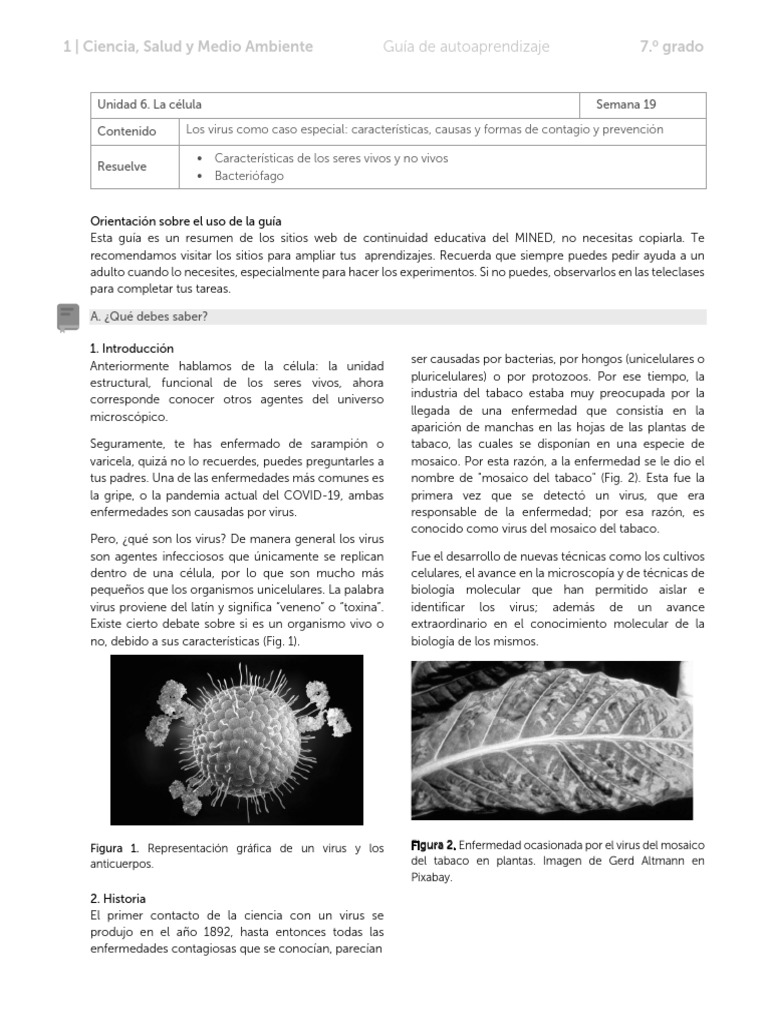Los Virus. Ciencia Septimo Grado. 2022-1-2 | PDF | Virus | Biología ...