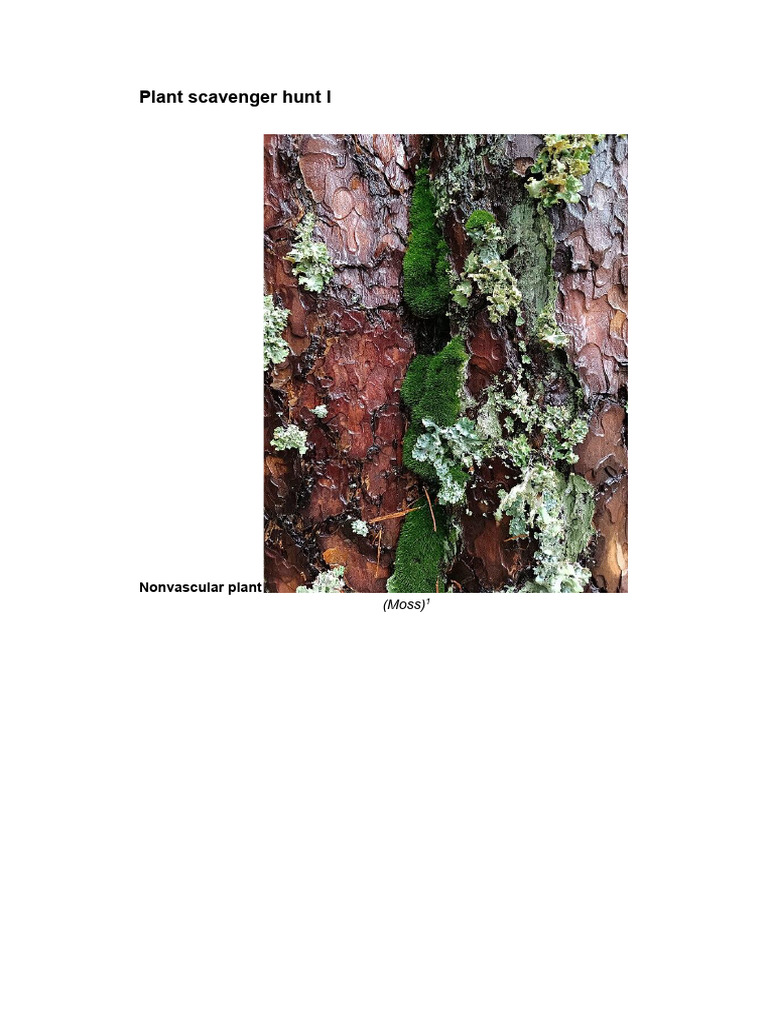Plant Scavenger Hunt I and II | PDF