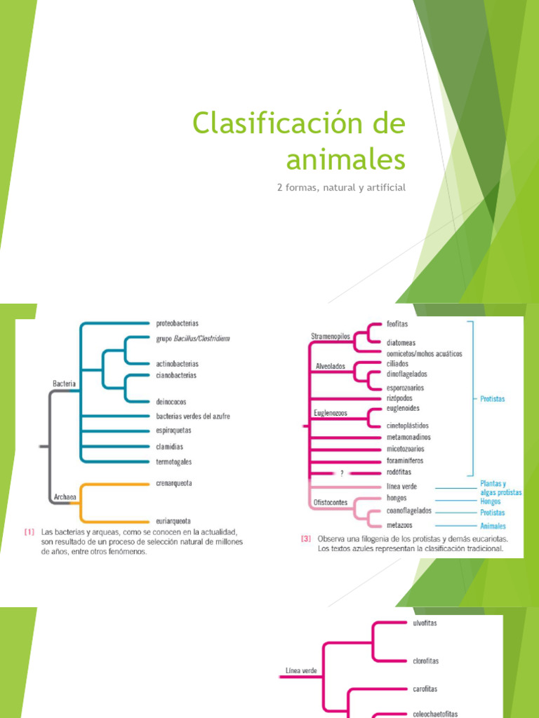 Clasificación de Animales | PDF