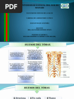 Anatomía del Tórax Óseo y Vertebras | PDF | Vértebra | Tórax