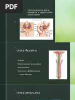 Anatomía y porciones de la uretra masculina | PDF