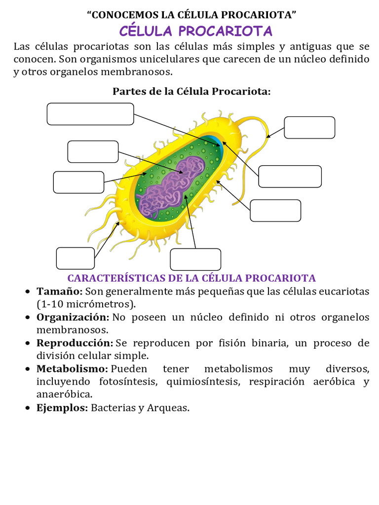 Conocemos La Célula Procariota | PDF | Biología Celular) | Procariota