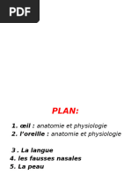 Anatomie du Corps Géniculé Latéral | PDF | Système visuel | Vision