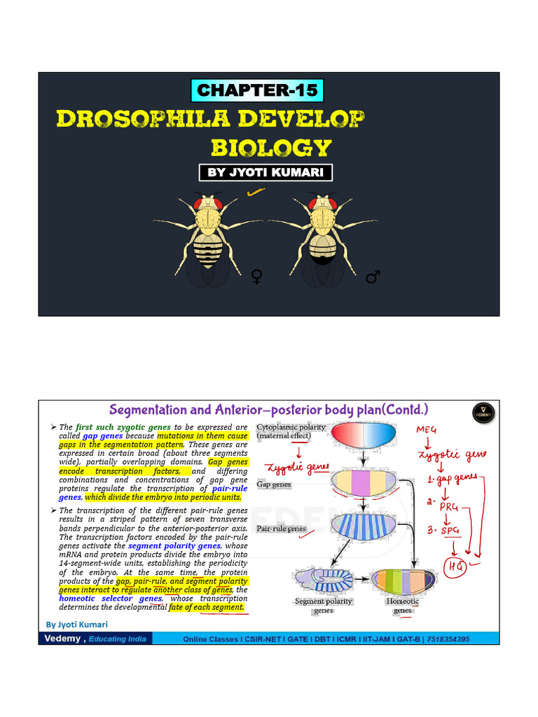 Anterior-Posterior Axis in Embryo Development | PDF | Toll Like ...