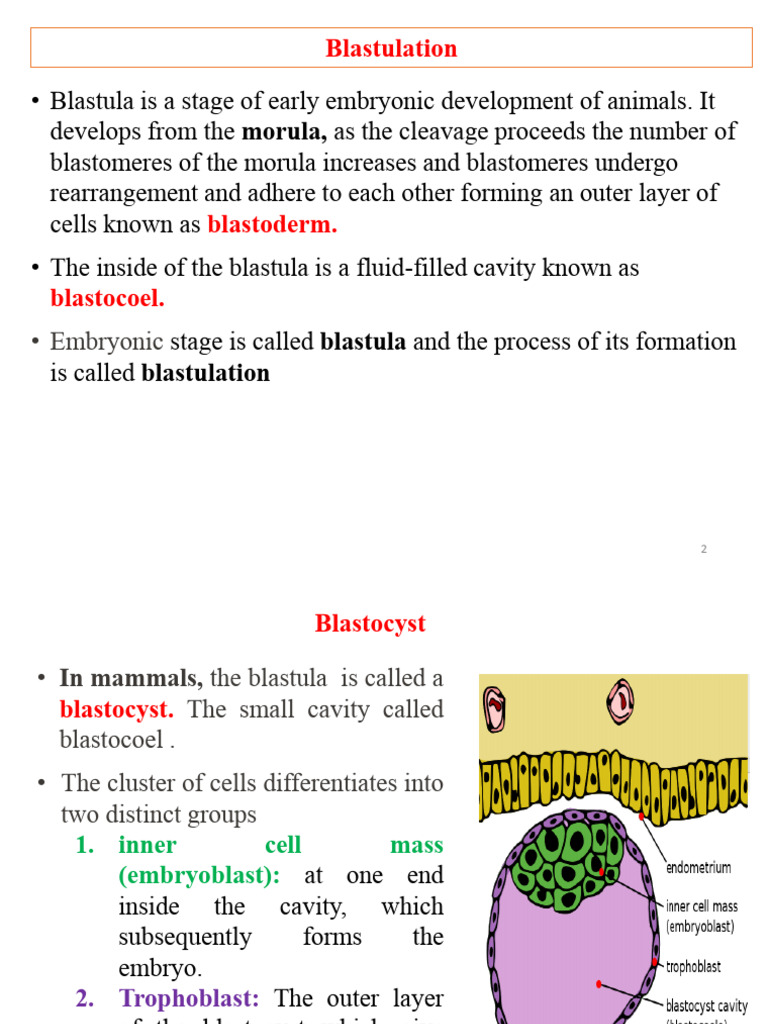 Lecture 6, Blastulation, Gastrulation, Organogenesis Embryology | PDF | Embryo | Biology