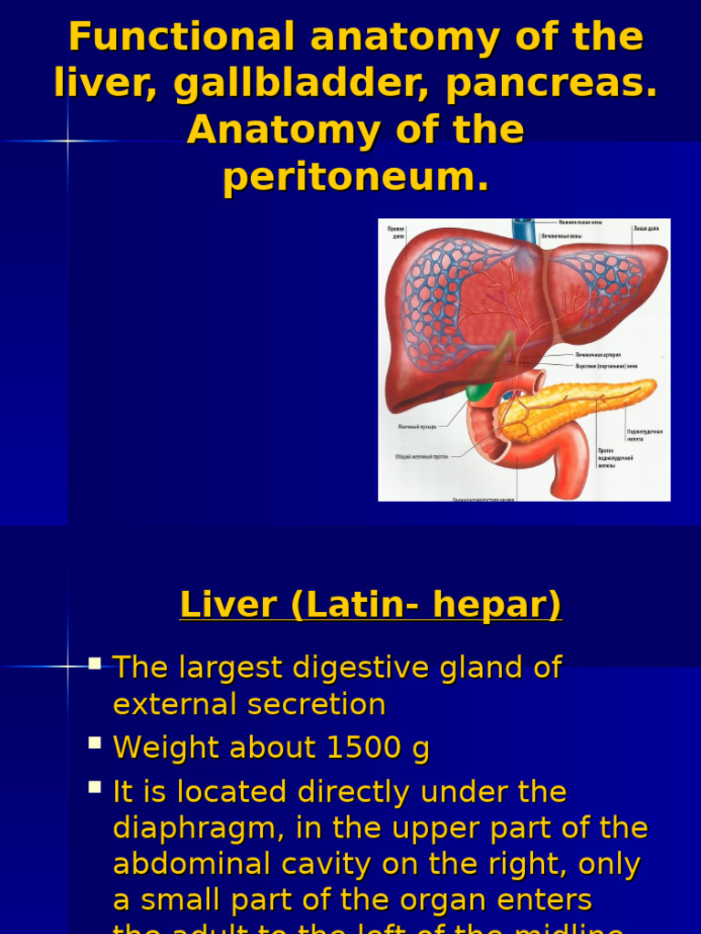 Anatomy of Liver, Gallbladder, Pancreas | PDF | Liver | Pancreas