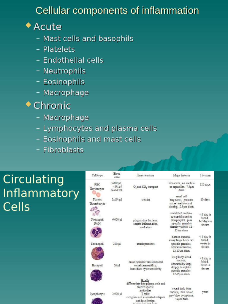 Cellular Components of Inflammation | PDF | Platelet | Inflammation