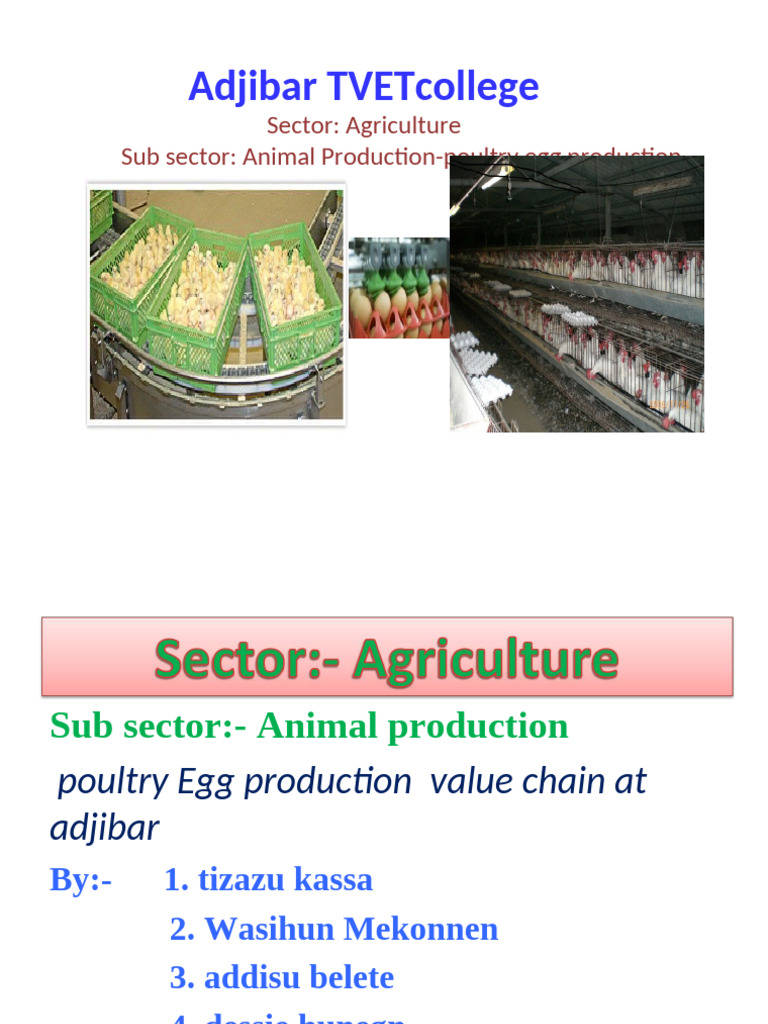 Poultry Egg Production | PDF | Poultry | Agriculture
