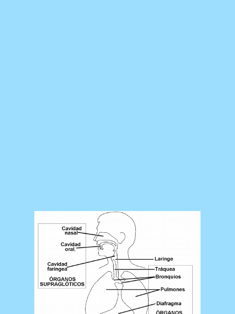 02.mecanismos de Fonación | PDF