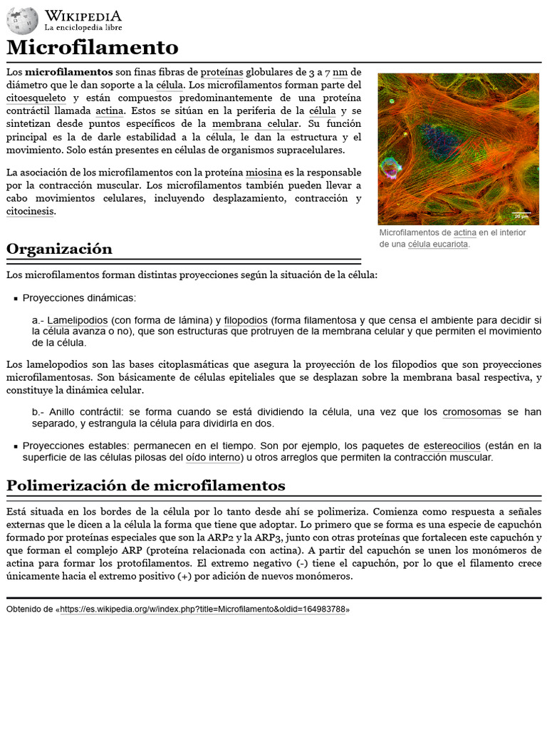 Microfilamento | PDF | Actina | Anatomía