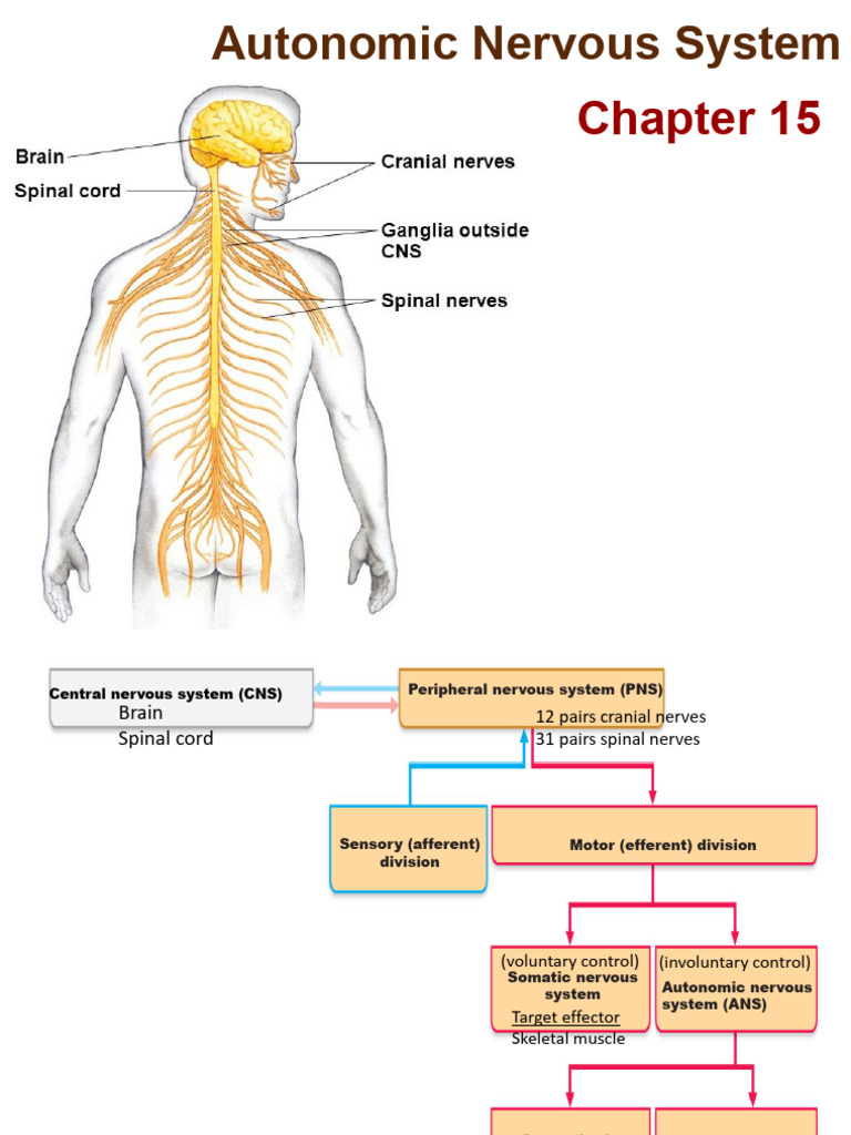 Ch. 15 The Autonomic Nervous System | PDF | Autonomic Nervous System ...