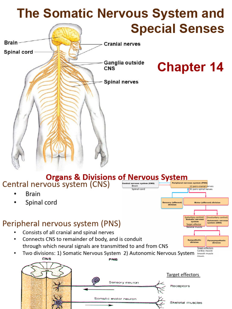 Ch. 14 The Somatic Nervous System and Special Senses | PDF | Motor ...