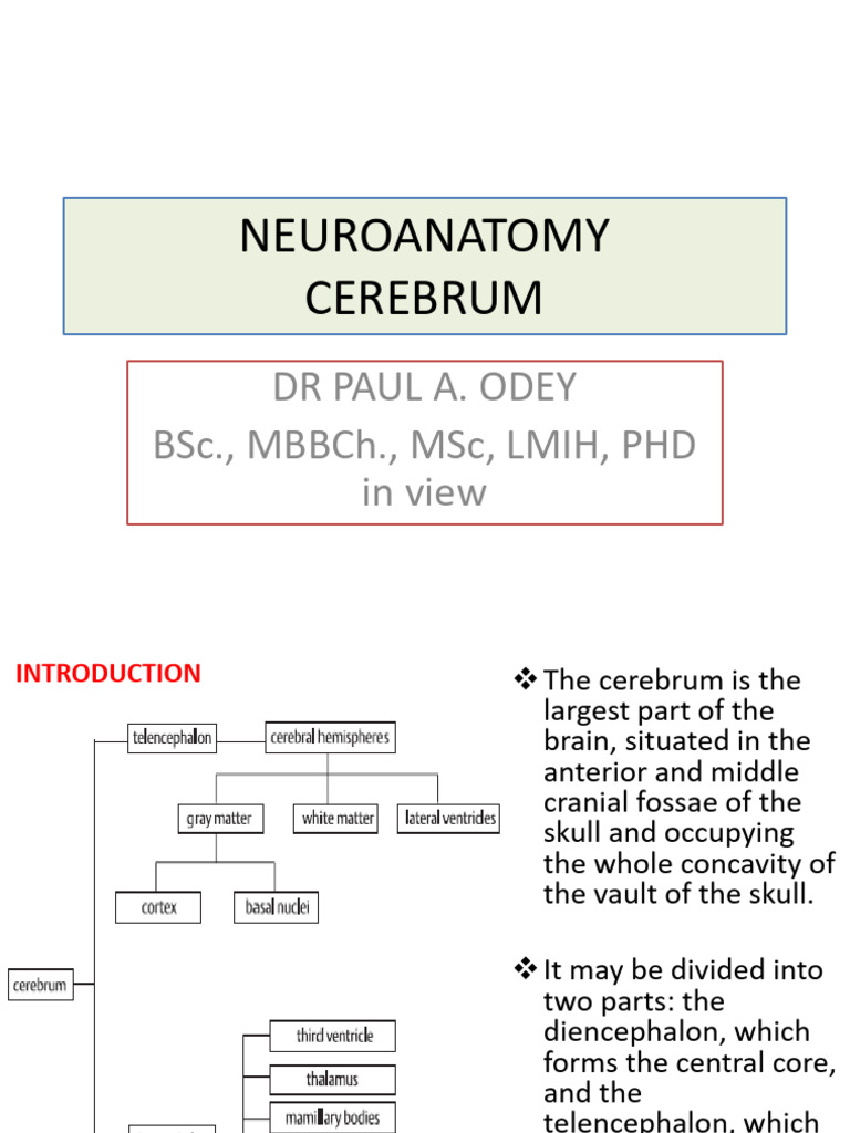 Anatomy of The Cerebrum-1 | PDF | Cerebral Cortex | Cerebrum