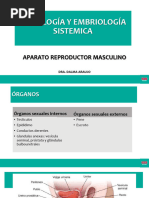 Anatomia Del Aparato Reproductor Del Perro Gine | PDF | Vagina ...