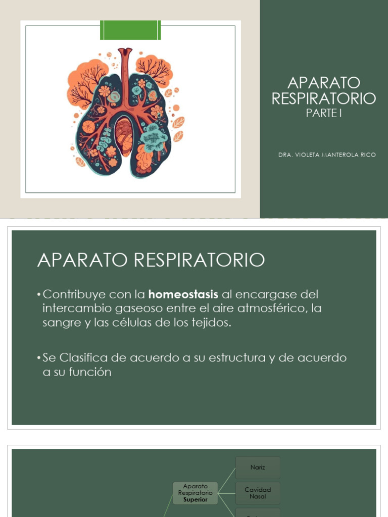 Aparato Respiratorio Parte II | PDF | Nariz humana | Laringe