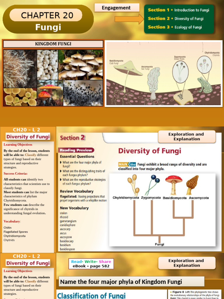 CH20 - L2 Diversity of Fungi - 2025 | PDF | Fungus | Sexual Reproduction