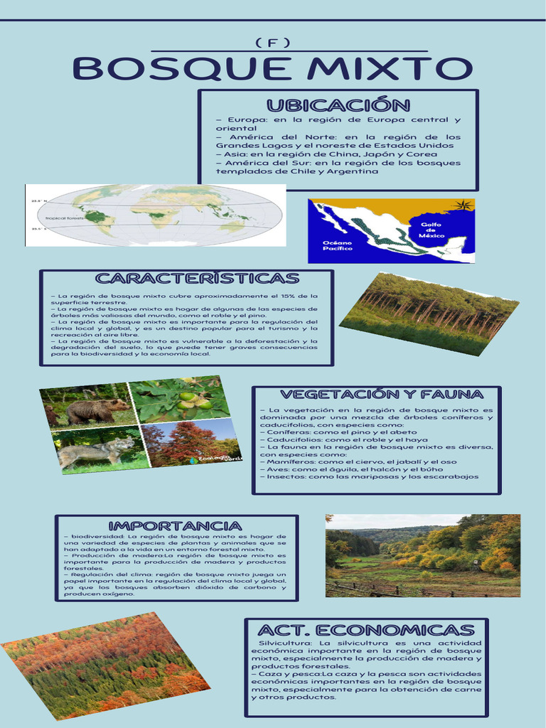 BOSQUE MIXTO- GEOGRAFIA | PDF | Los bosques | Arboles