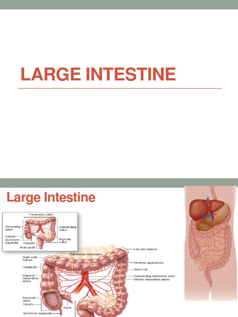 Large Intestine Histology | PDF | Large Intestine | Gastrointestinal Tract