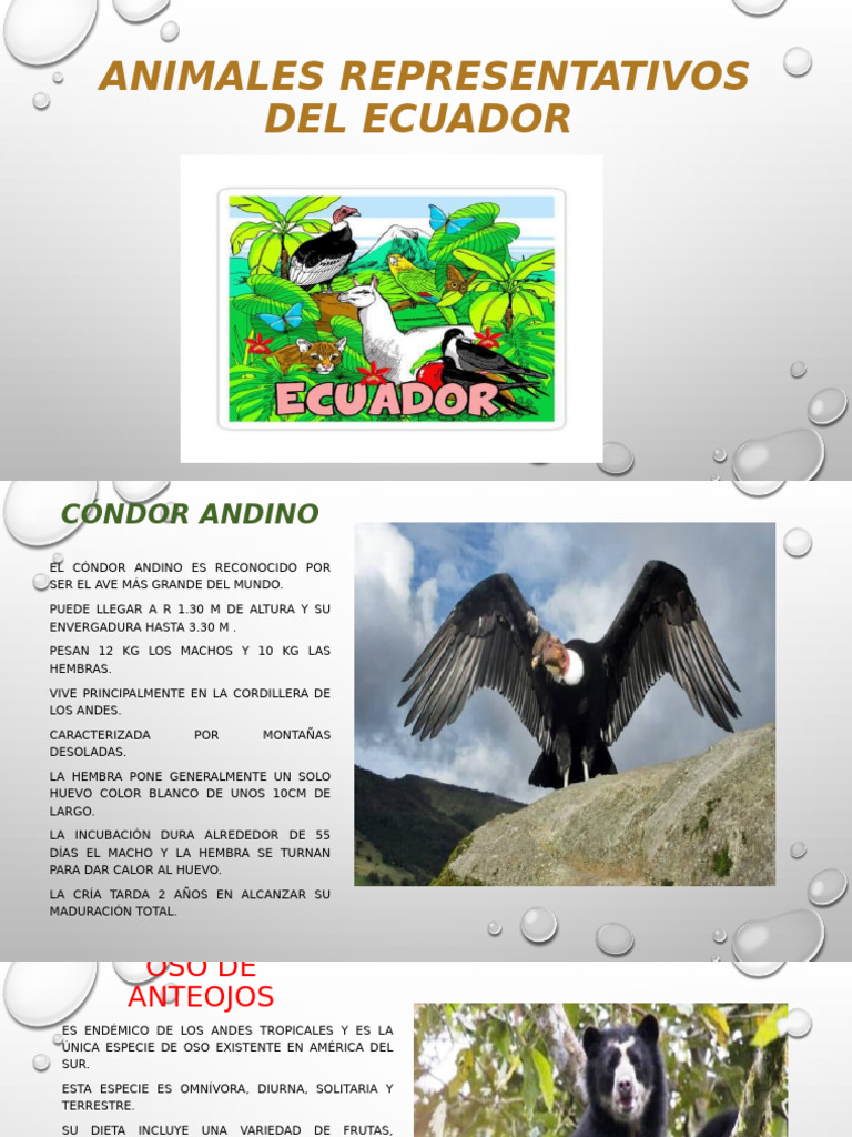 Animales Representativos de Ecuador | PDF | Osos | Ornitología