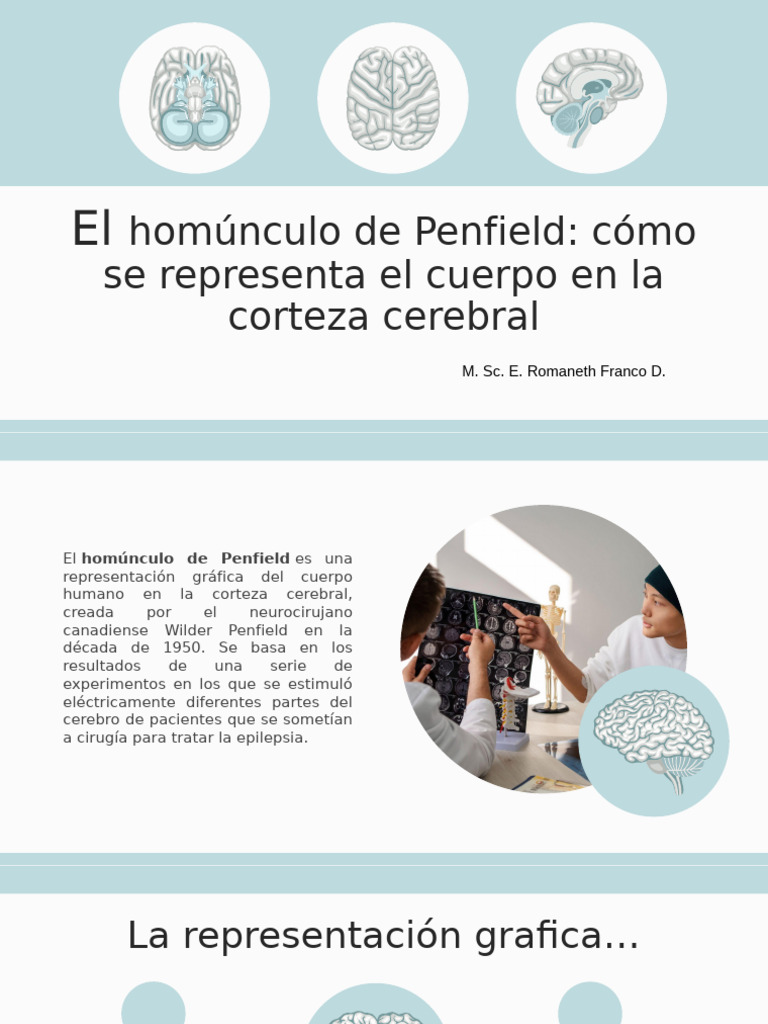 Homúnculo de Penfield y áreas de Brodmann | PDF | Corteza cerebral ...