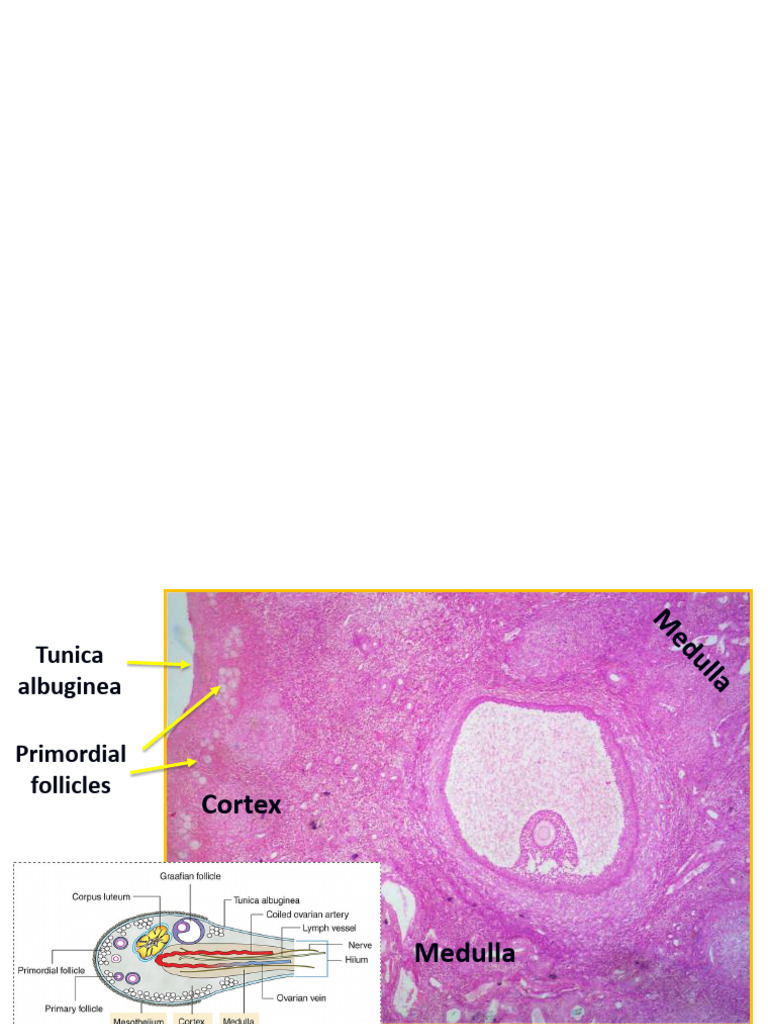 Sem 14 Ed Female Rep Sys 2022 23 | PDF | Menstrual Cycle | Epithelium