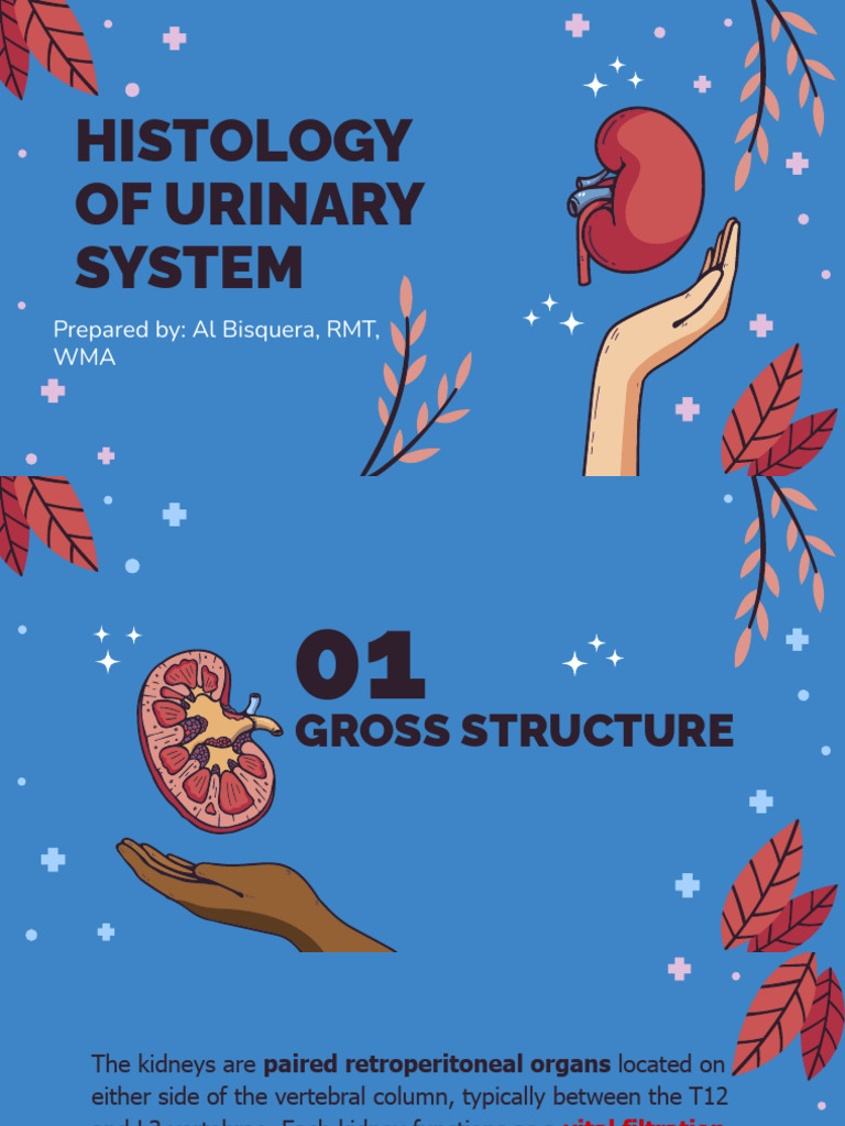Urinary System Histology Overview | PDF | Kidney | Anatomy