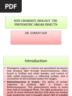 Insect Head Types: Hypognathous, Prognathous, Opisthognathous | PDF