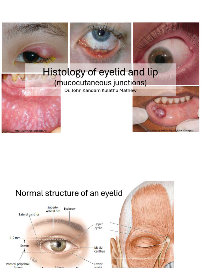 Histology of Eyelid and Lip | PDF | Epithelium | Skin