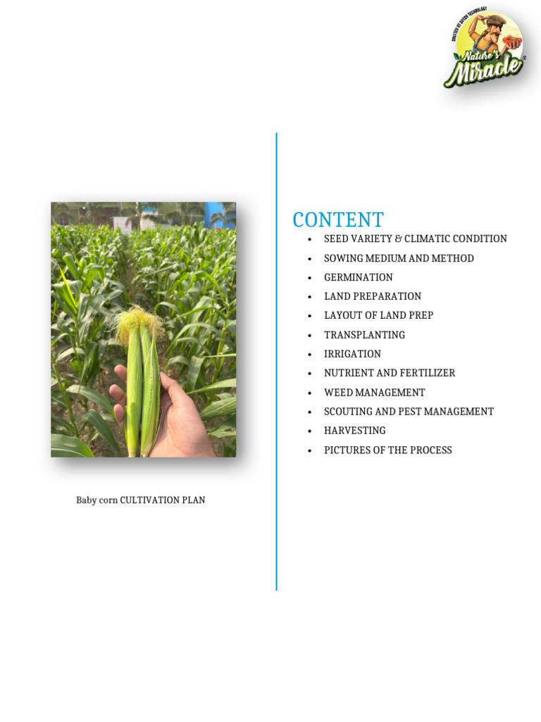 Baby Corn Cultivation Plan | PDF | Tillage | Seed