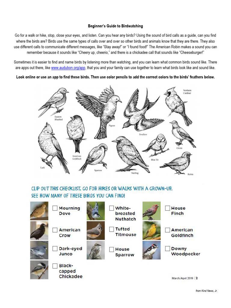 Beginners Bird Watching Guide | PDF