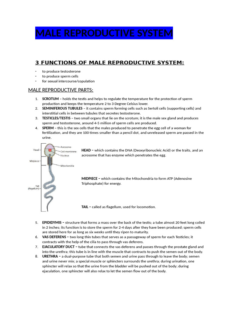 Male & Female Reproductive System (Reviewer) | PDF | Ovary | Testicle