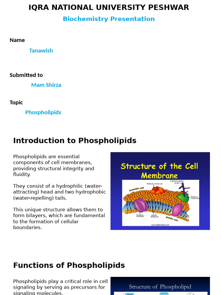 Phospholipids (1) | PDF