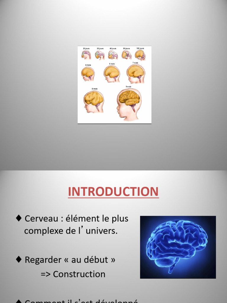 Ontogenèse du système nerveux humain | PDF | Neurone | Biologie