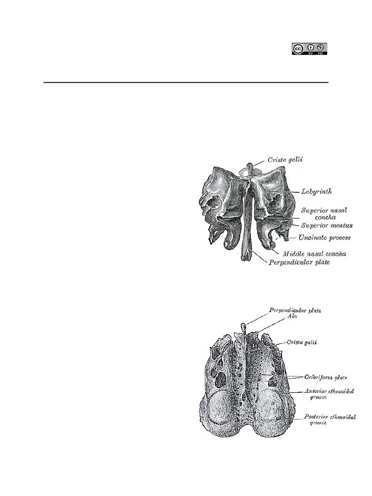 Endoscopic Ethmoidectomy - FESS - Surgical Technique | PDF | Human Head ...