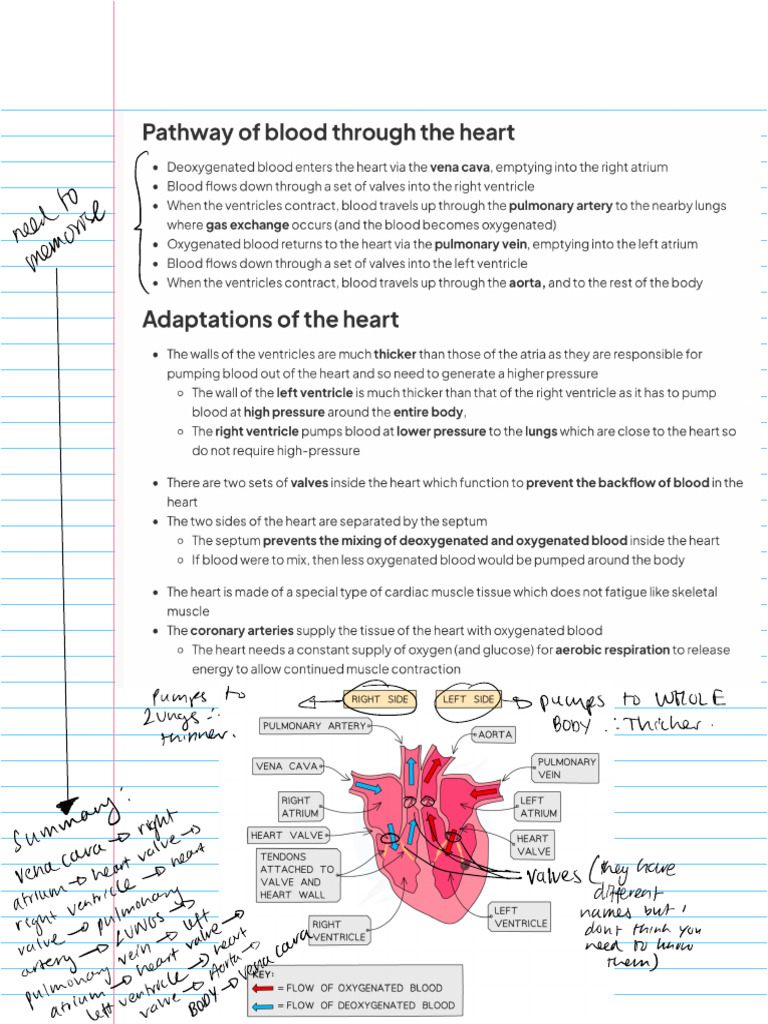 The Heart | PDF