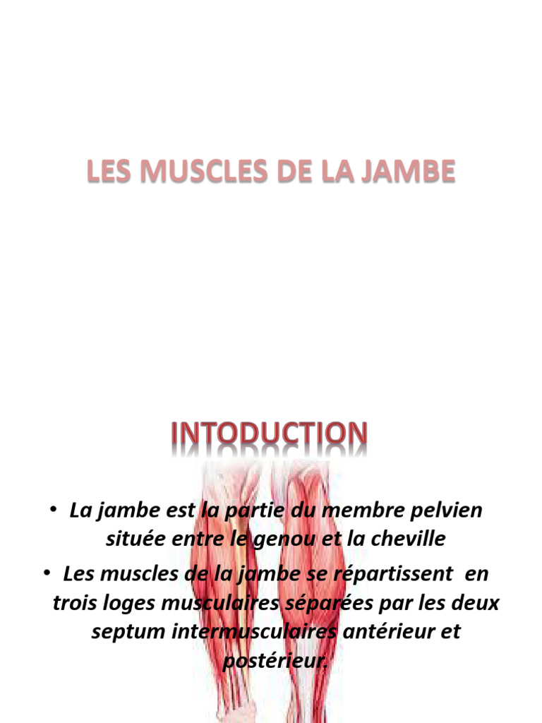 Anatomie des muscles de la jambe | PDF | Pied | Jambe humaine