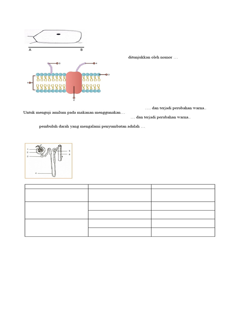 Latihan Soal Biologi Kelas XI.. | PDF