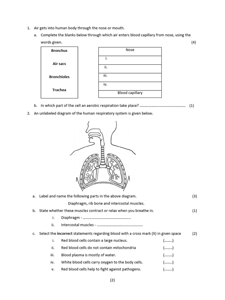 GR 7 - End Term - 3 - Science Paper 1 FINAL | PDF | Atoms | Respiratory ...