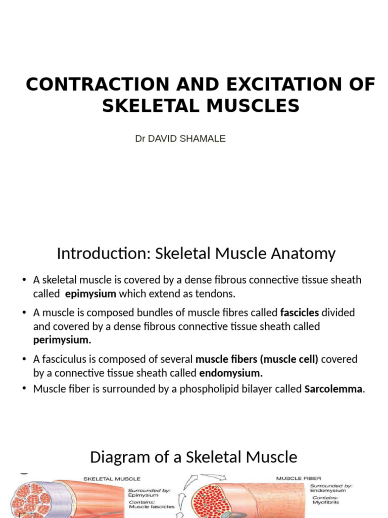 Skeletal Muscles Excitation and Contraction | PDF | Muscle Contraction | Skeletal Muscle