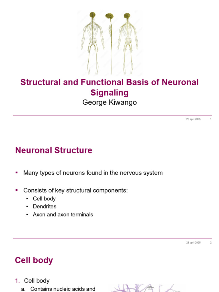 Nerve Structure and Impulse Transmission | PDF | Chemical Synapse | Synapse