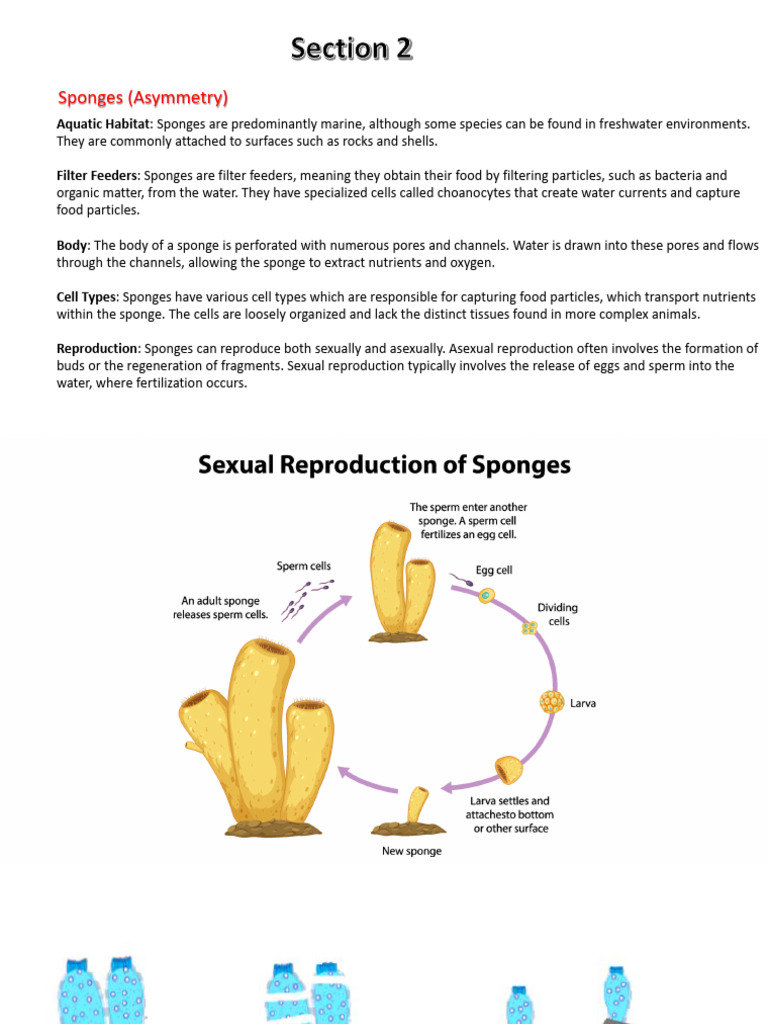 Section-2 Sponges, Cnidaria and Platyminthes | PDF | Sponge | Reproduction