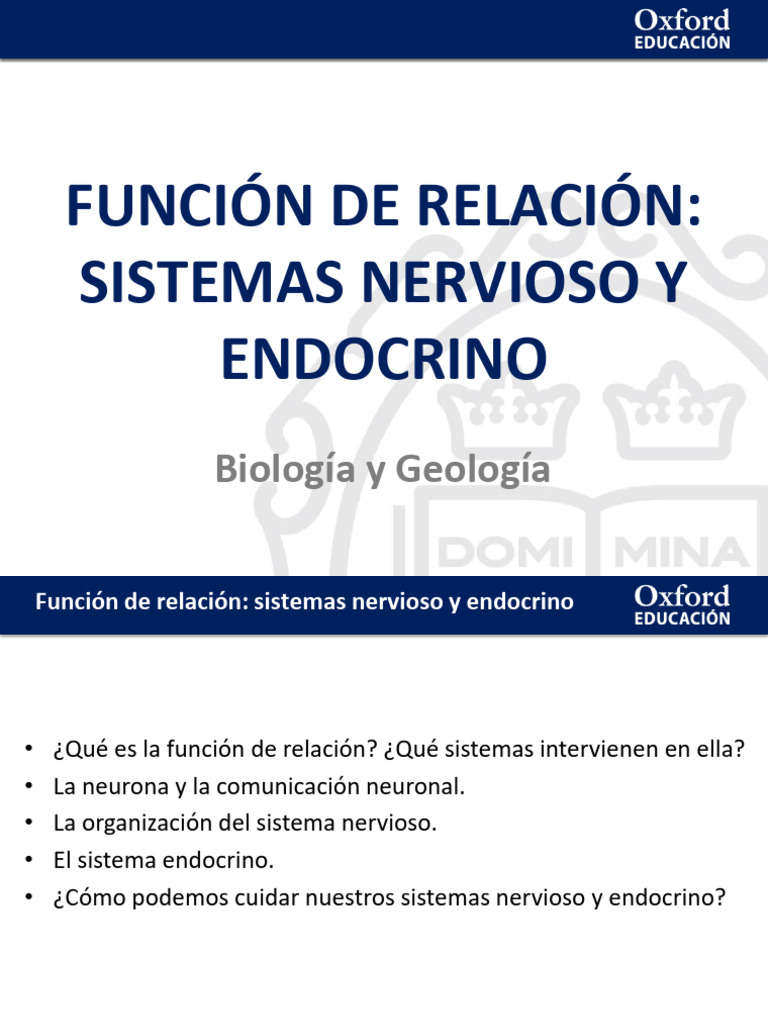 Nerv Endoc Presentacion | PDF | Neurona | Sistema nervioso