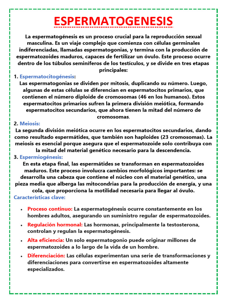 ESPERMATOGENESIS | PDF | Sexo | Anatomía