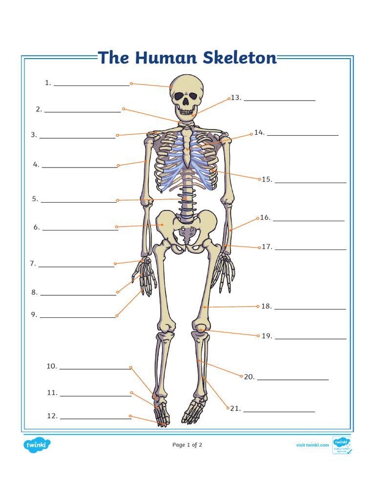 Skeleton Labeling Activity | PDF