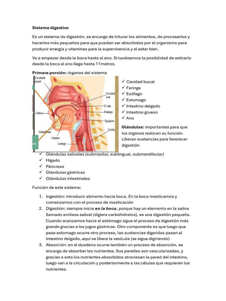 Orofaringe | PDF | Digestión | Sistema digestivo humano