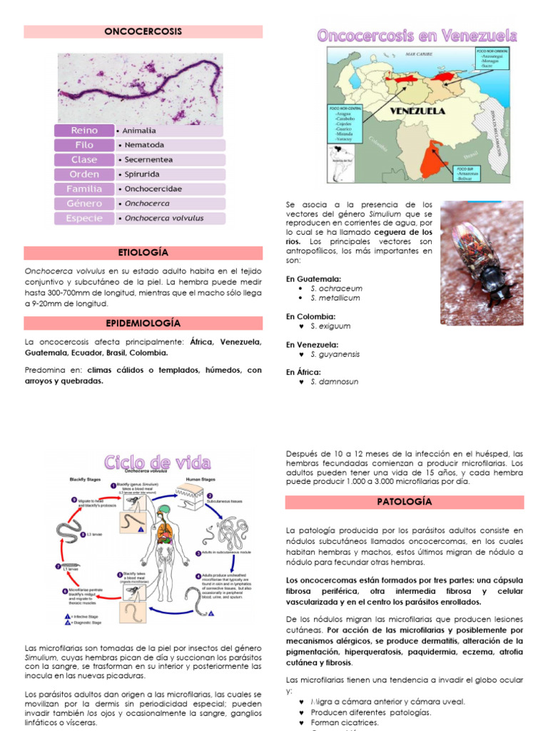 ONCOCERCOSIS | PDF | Enfermedades y trastornos | Especialidades Medicas
