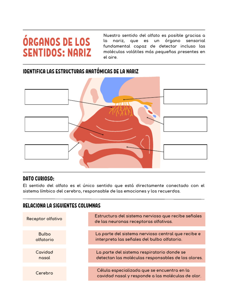 Olfato | PDF