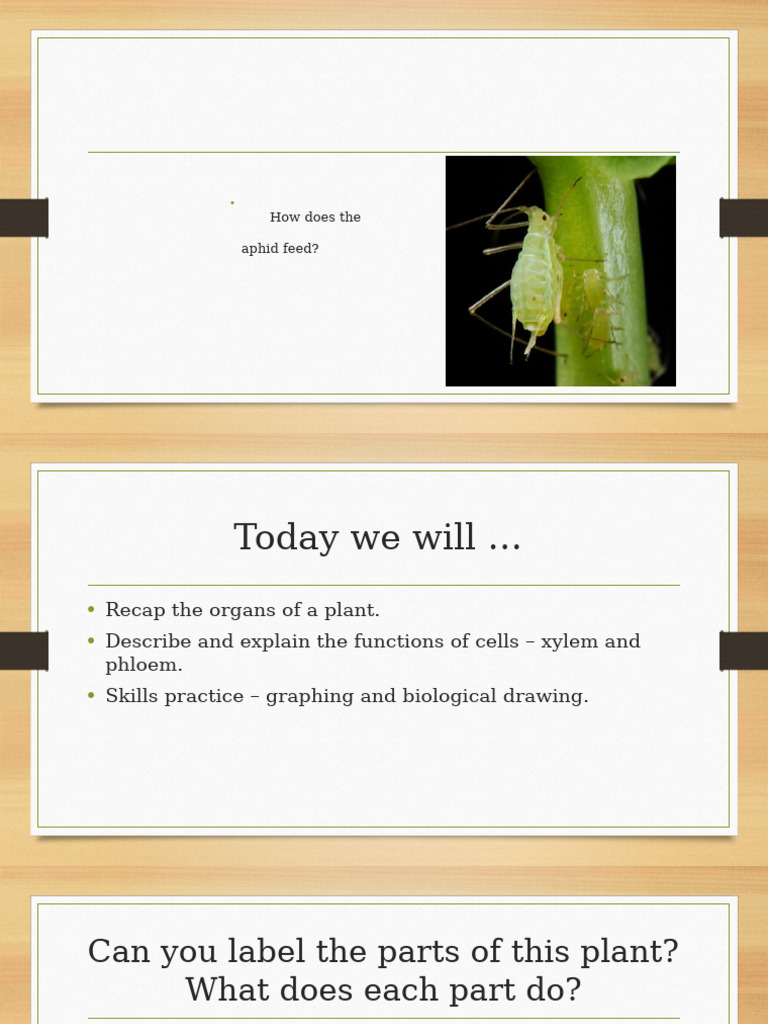 bbbbbbbbbbbbbbbbbbbbbbbbbbbbbbbbbbbbbbbbbbbbbbbbbbbbbbbbbbb | PDF | Plant Stem | Tissue (Biology)