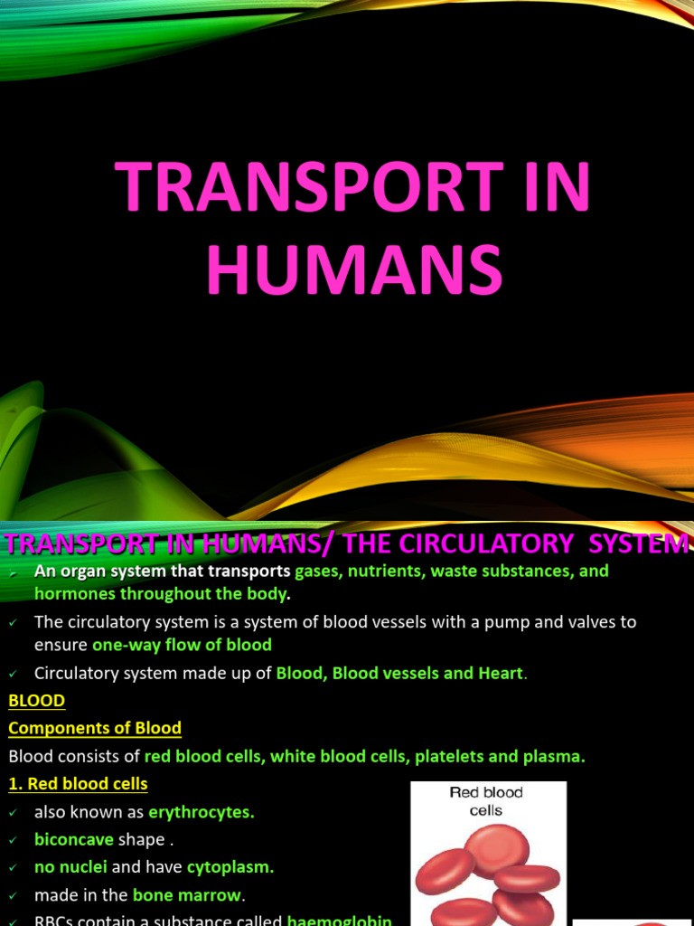 Components of Blood To Write | PDF | Phagocyte | Red Blood Cell